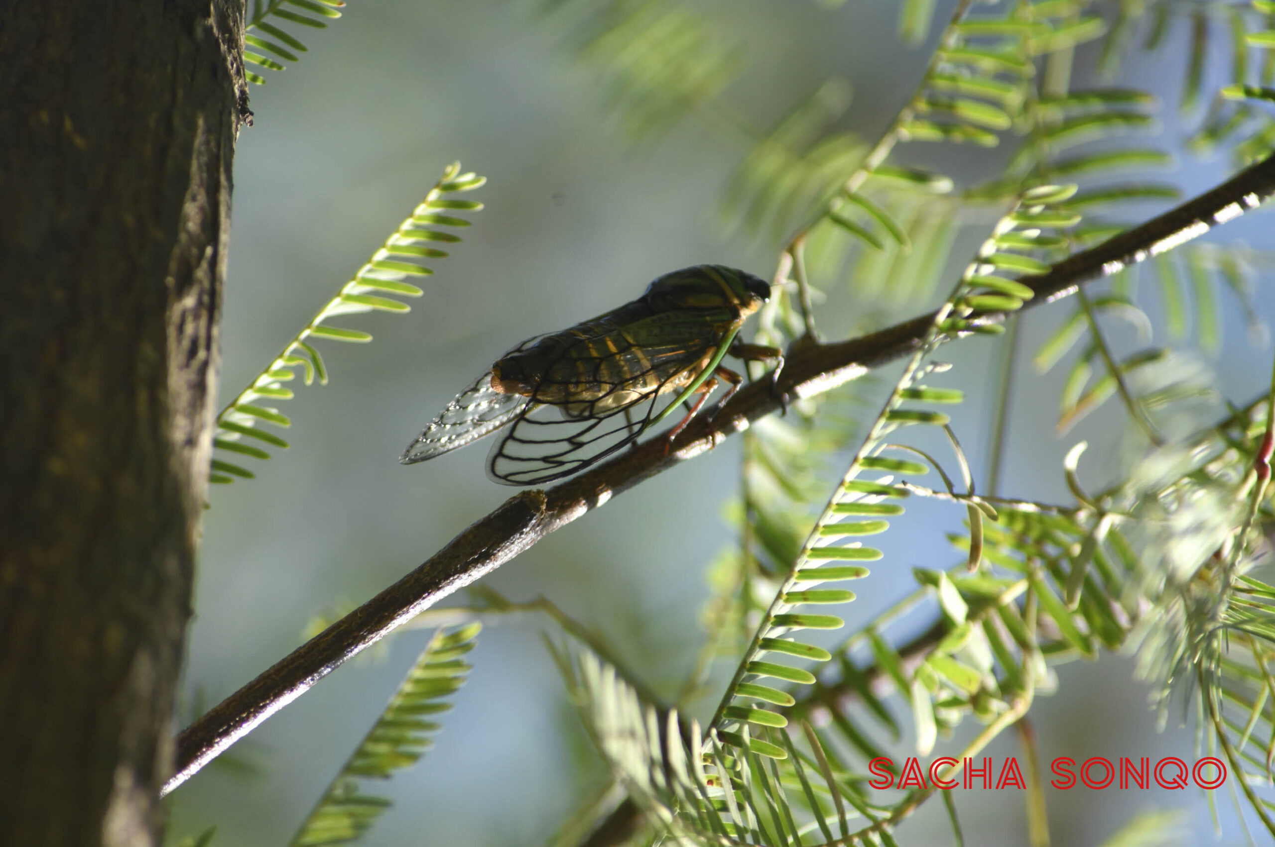 EL Coyuyo Cantor - MINK´A COMUNICACIÓN